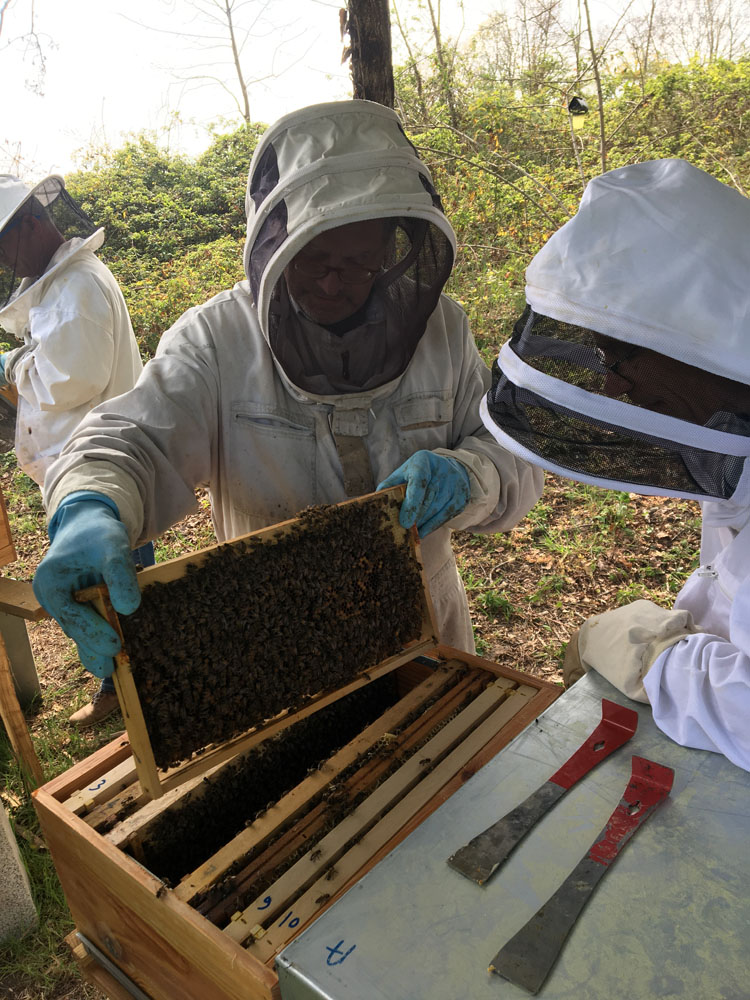 Le Rucher de Claron | À la Découverte de l’Univers Fascinant des Abeilles