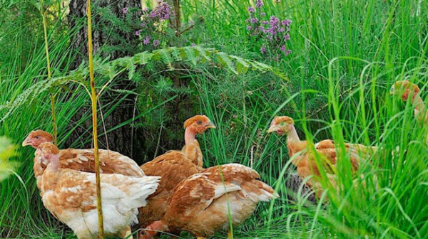 Découvrez le vrai Poulet fermier Landais avec la rôtisserie Le Solilesse