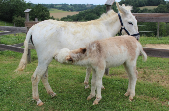 La ferme aux ânes d’Angèle : tendresse et partage au rendez-vous